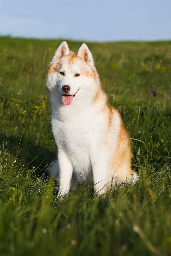 Fawn husky stock photo. Image of cute, nature, domestic - 72563134