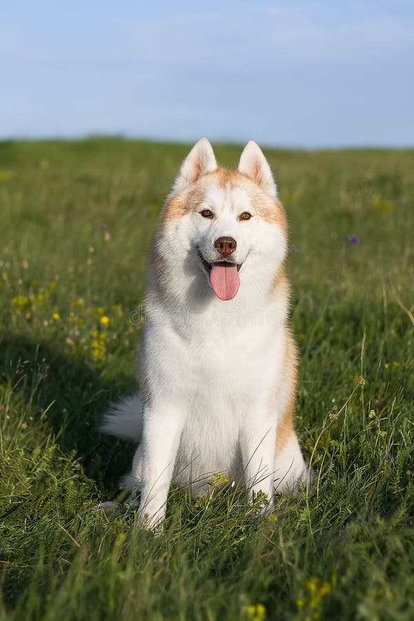 Fawn Husky stock image. Image of green, huski, furry - 72564481