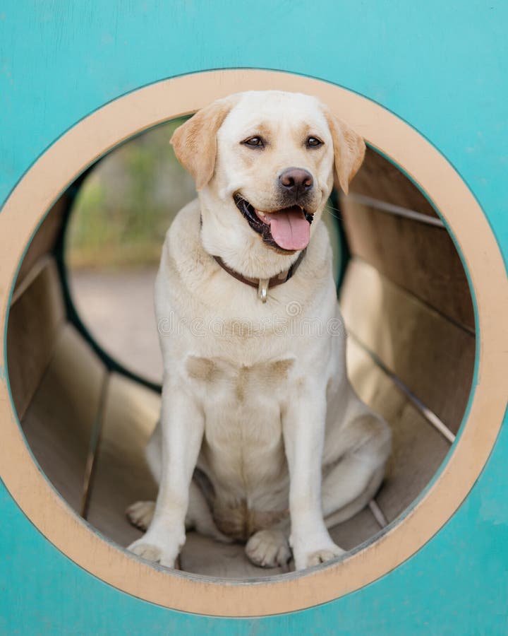 The Fawn Labrador Retriever is Engaged on the Training Ground. the Pet ...