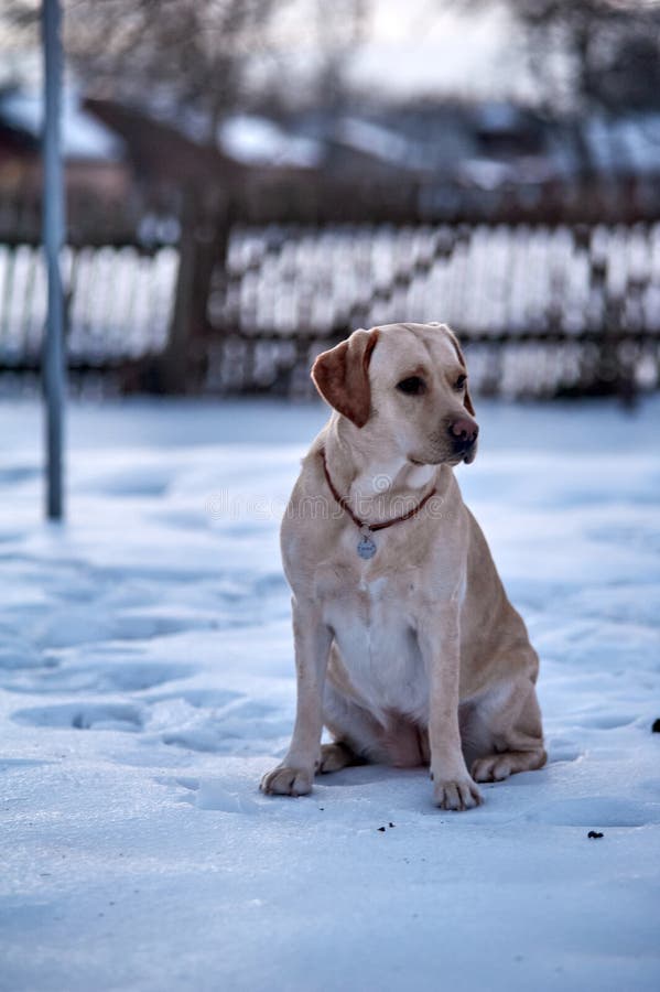 Fawn Labrador Sits on the Snow in Winter Stock Image - Image of ...