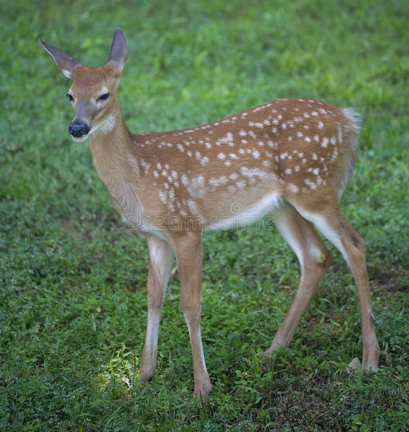White Tailed Deer Fawn Leaping in Field Stock Photo - Image of ...