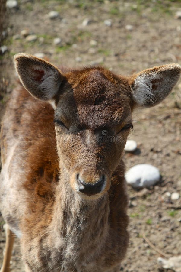 Fawn stock image. Image of buck, green, feeding, grass - 40649623