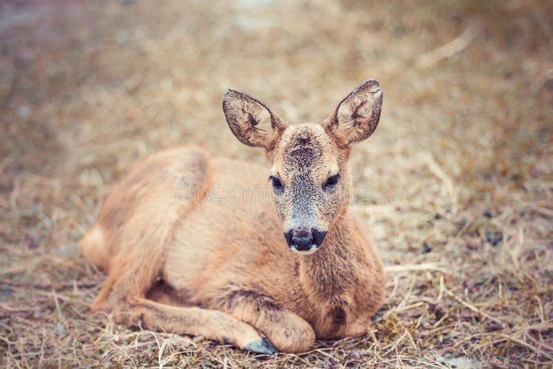 Fawn lying on the grass stock photo. Image of ground - 40241472