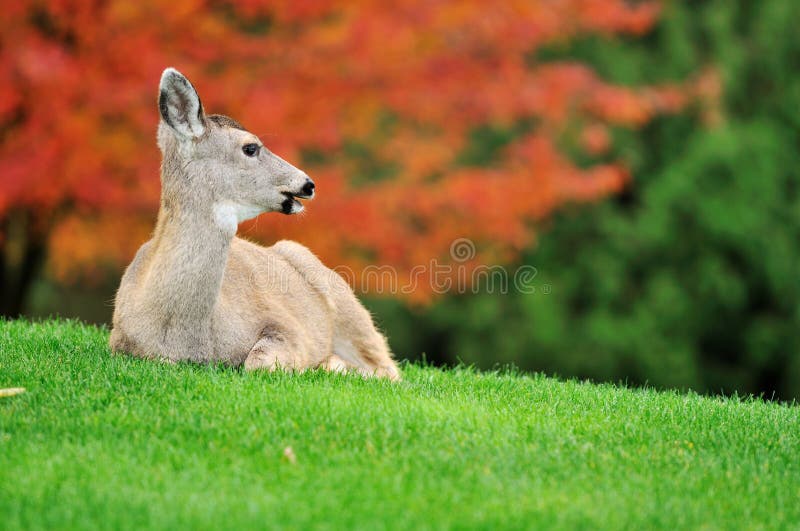 Fawn and Maple Tree Background Stock Photo - Image of land, wildlife ...