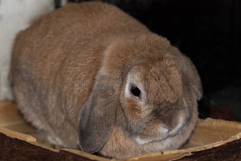 Fawn mini lop-eared rabbit stock image. Image of sitting - 98891241