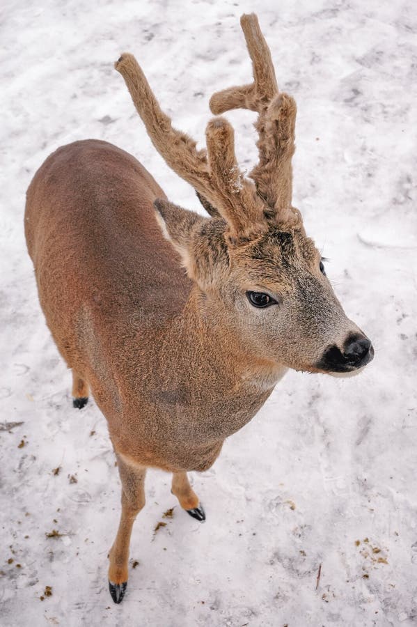 Fawn in Poland stock image. Image of cervidae, snow - 121074267