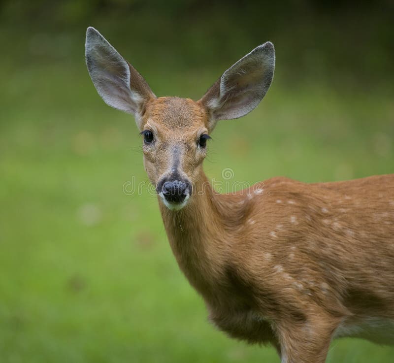 Deer profile stock image. Image of hide, wild, deer, wildlife - 31082485