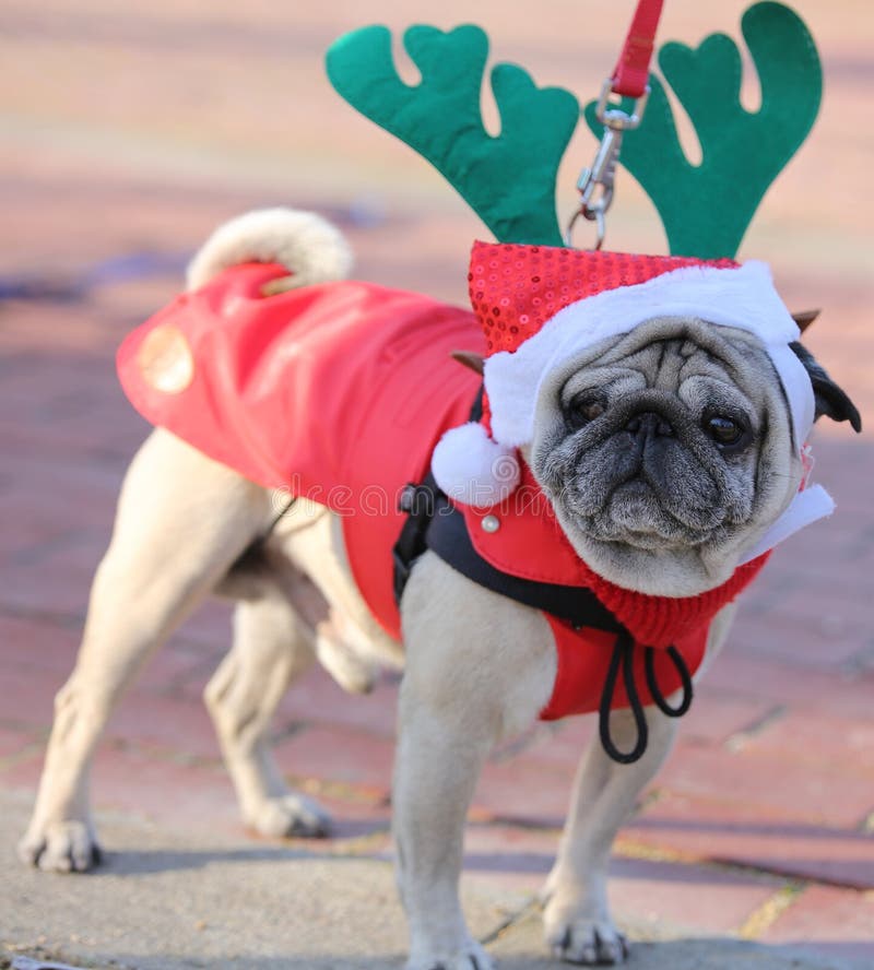 Fawn Pug Puppy with Red Hat Stock Photo - Image of holiday, costume ...