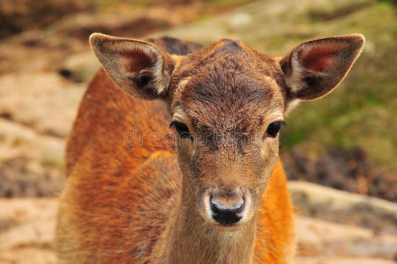 Fawn of Red Deer with Doe Eyes Stock Photo - Image of cervus, fawn: 6666908