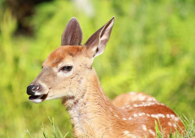 Fawn Resting in Lush Meadow Stock Photo - Image of spots, vulnerable ...