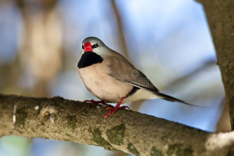 Fawn Shafttail Finch stock image. Image of plumage, florida - 17528539