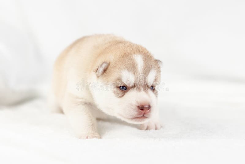 Fawn Siberian Husky Puppy Alone Stock Photo - Image of green, friendly ...