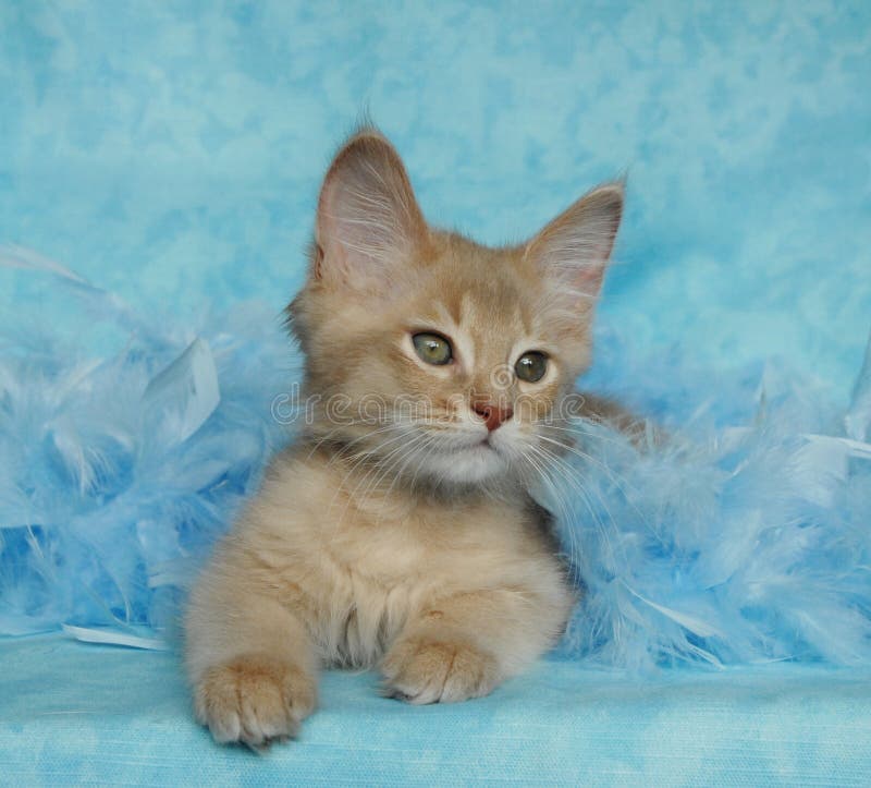 Fawn somali stock image. Image of cute, blue, kitten - 10245675