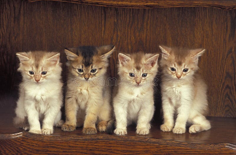 Fawn Somali Domestic Cat, Kittens Sitting Stock Photo - Image of kitten ...