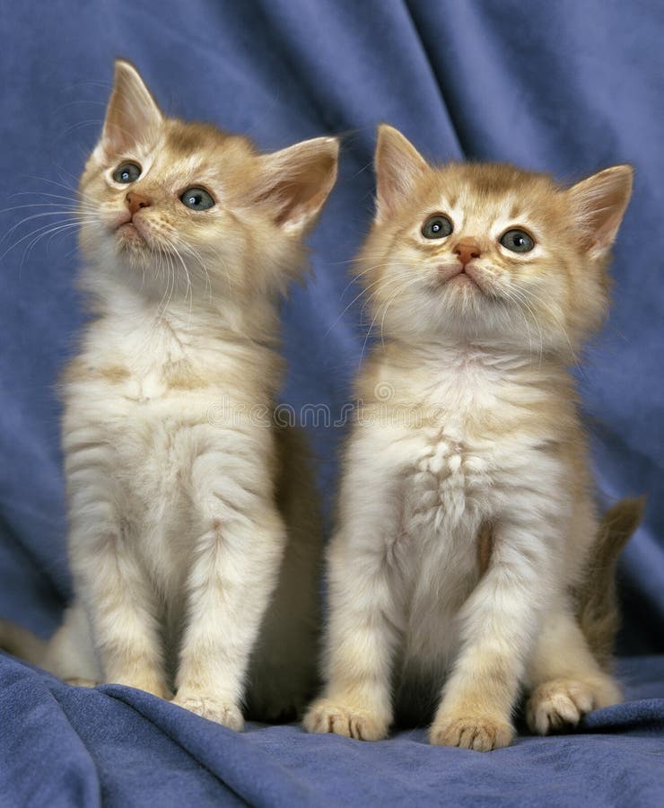 Fawn Somali Domestic Cat, Kittens Sitting Stock Photo - Image of kitten ...