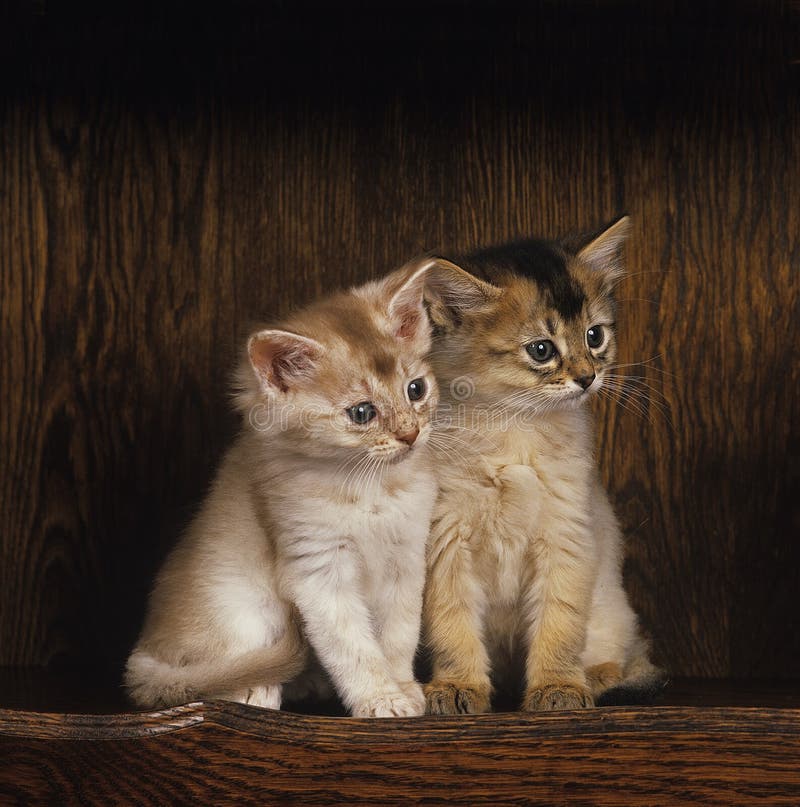 Fawn Somali Domestic Cat, Kittens Sitting Stock Photo - Image of kitten ...
