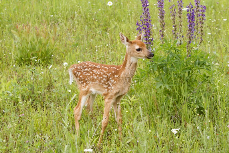 Fawn Standing in Front of Purple Lupine Stock Image - Image of flowers ...