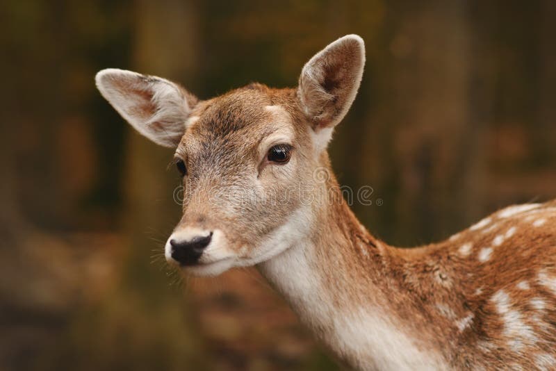 Fawn White European Fallow Deer Stock Image - Image of deer, ruminant ...