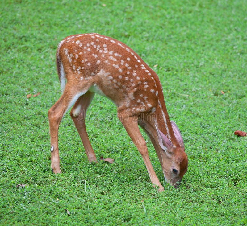Fawn stock image. Image of young, animal, eating, youth - 43135467