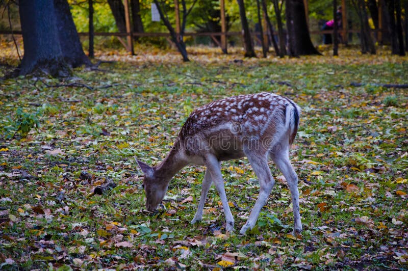 Fawn Wild Animal or Reindeer in Park, Wild Nature Stock Image - Image ...