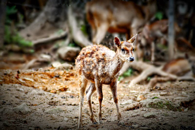A Fawn in the Wild with Its Herd Stock Image - Image of young, branch ...