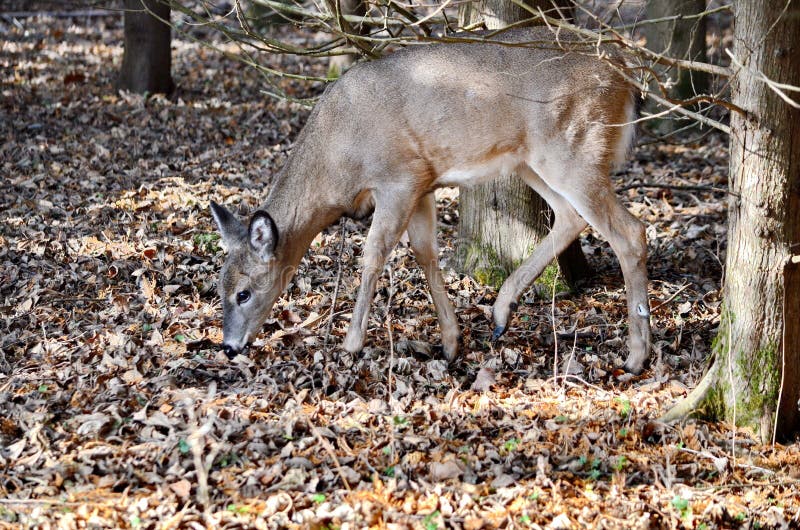 Fawn a Wild Young Deer in Fall Foliage Stock Photo - Image of lifestyle ...