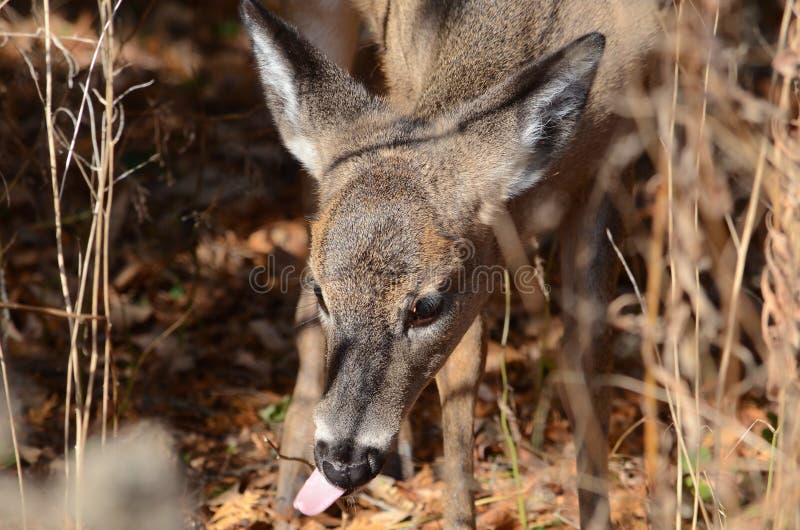 Fall Fawn 2 stock photo. Image of mammal, fence, whitetail - 11636554