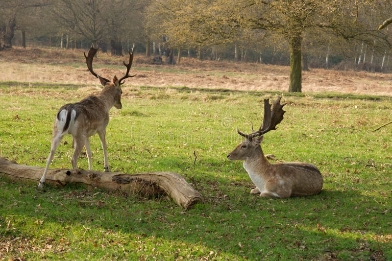 Fawns stock photo. Image of antlers, ears, country, climate - 19503646