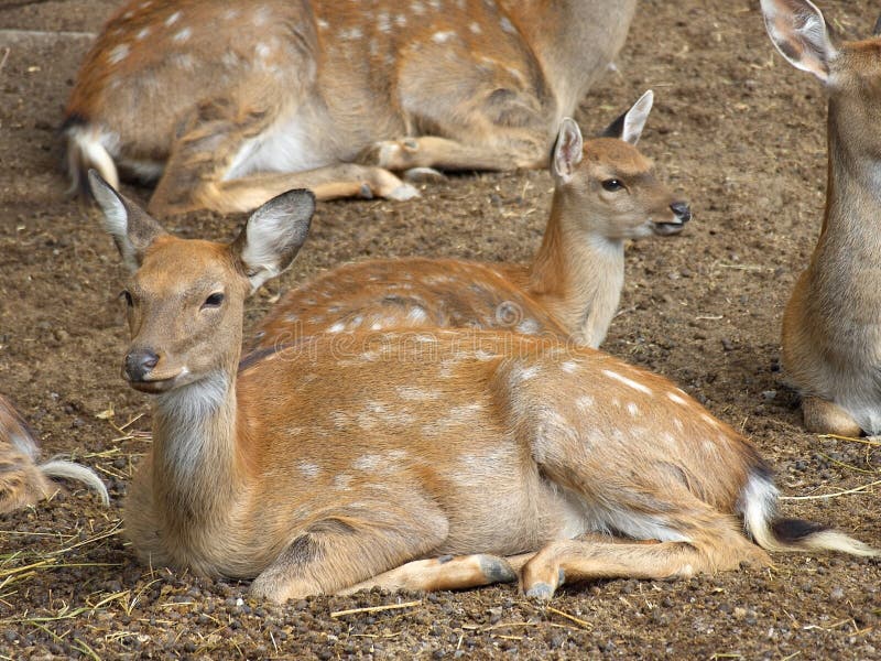 Fawns stock image. Image of hunt, vulnerable, buck, deer - 7385853