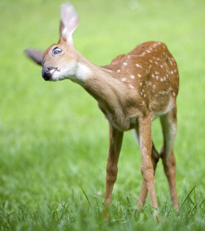 Fawns head moving stock image. Image of shake, green - 10656865