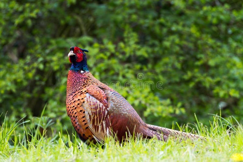 Paar Europese Necked Fazanten Van De Ring Stock Afbeelding - Image of ...