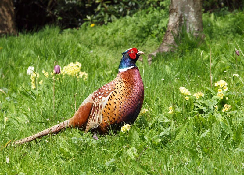 Fazant stock afbeelding. Image of ring, gras, engels - 30735049