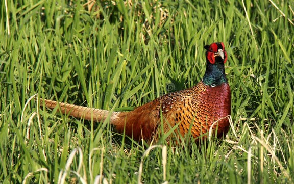 Fazant stock foto. Image of ruimte, wild, fazant, vogel - 30831648