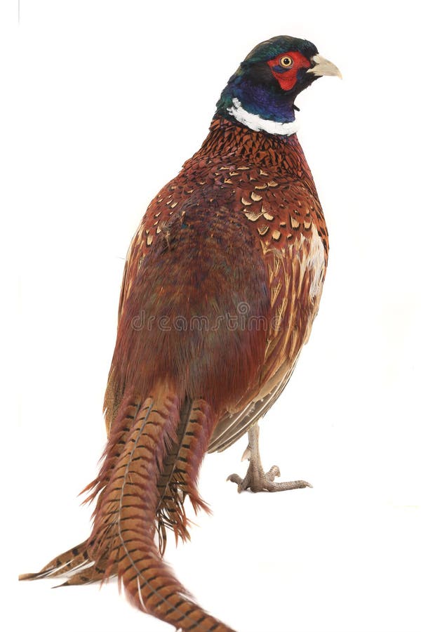 Fazant stock afbeelding. Image of fazant, spel, bruin - 42743987