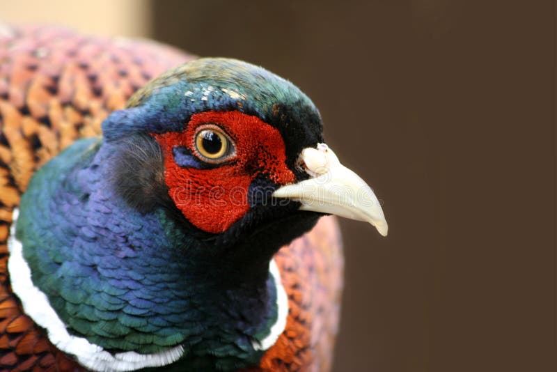 Fazant stock afbeelding. Image of fazant, wild, nave, vogel - 4416015