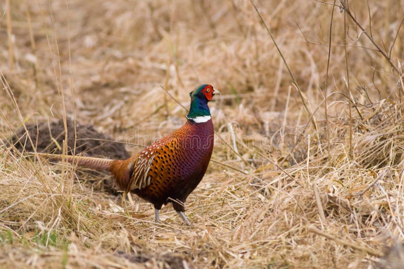 Fazant stock foto. Image of haan, gevleugeld, wild, gemeenschappelijk ...