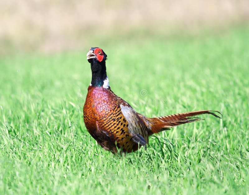 Paar Europese Necked Fazanten Van De Ring Stock Afbeelding - Image of ...