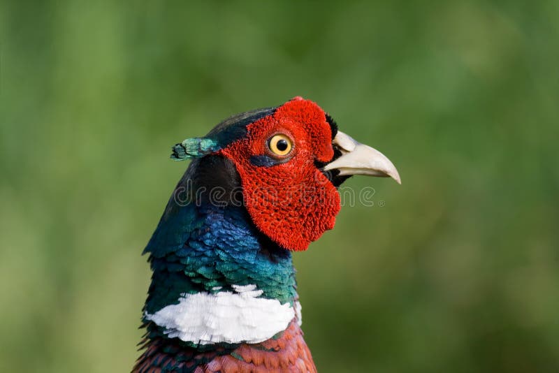 Fazant stock afbeelding. Image of domein, wild, vleugel - 6608155