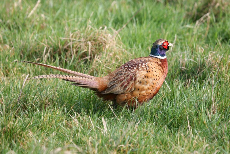 Fazant stock afbeelding. Image of weide, vogel, wild, landbouwbedrijf ...