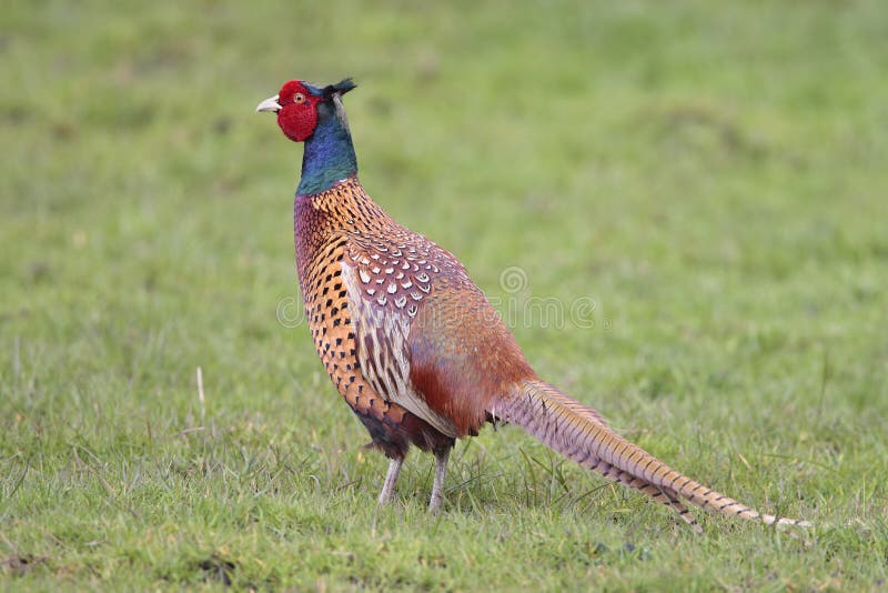 Faisan Commun, Oiseau Avec La Longue Queue Sur Le Pré D'herbe Verte ...