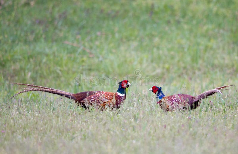 Vechtende Fazanten in De Natuur Stock Foto - Image of vliegen, strijd ...