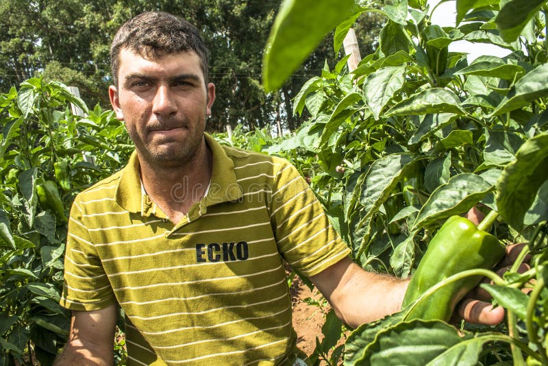 Fazendeiro foto editorial. Imagem de dieta, paulo, fazendeiro - 105561316