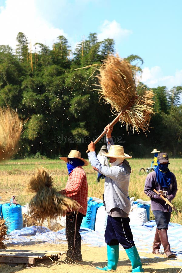 Fazendeiro imagem de stock editorial. Imagem de nave - 18129089