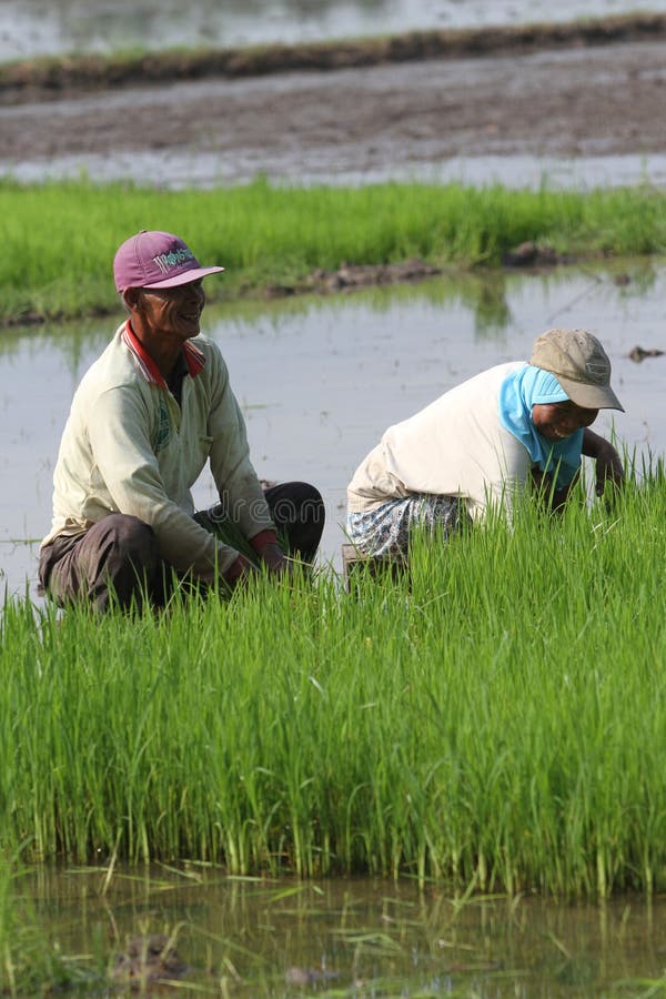 Fazendeiro foto editorial. Imagem de carro, campos, gado - 69105421
