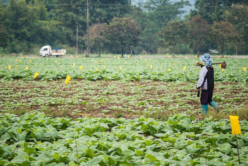 O Campo De Cigarro No Tempo Do Por Do Sol Imagem de Stock - Imagem de ...