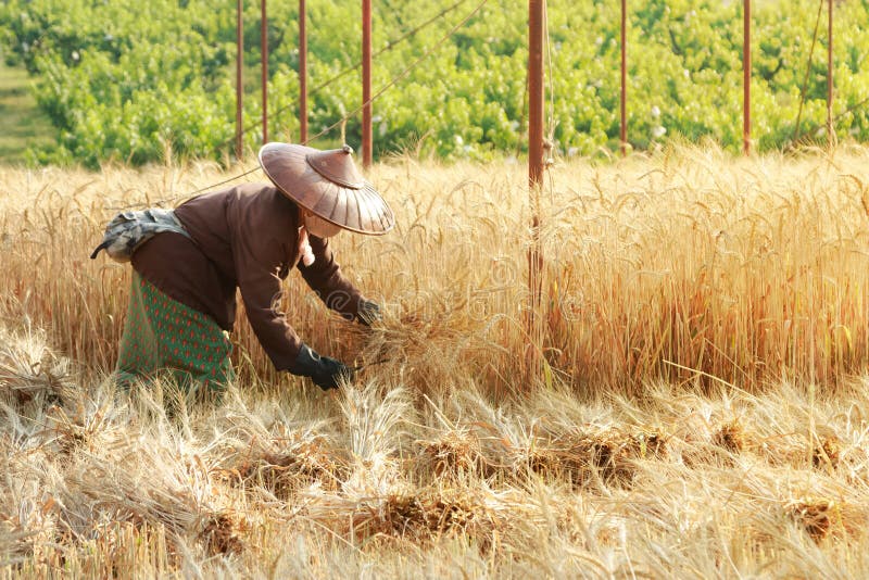 Fazendeiro Que Colhe O Trigo Com Foice Imagem de Stock - Imagem de ...