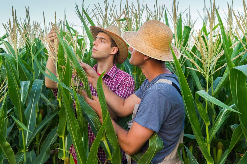 Fazendeiros Em Campos De Milho Durante a Colheita Foto de Stock ...