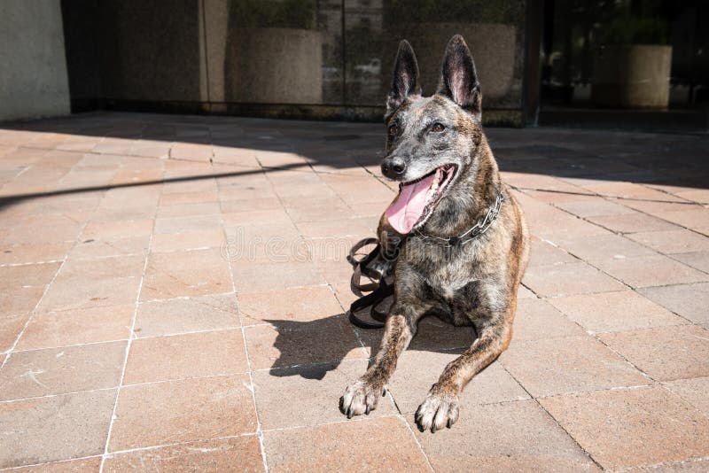 FBI Police K9 Picture. Image: 219225675