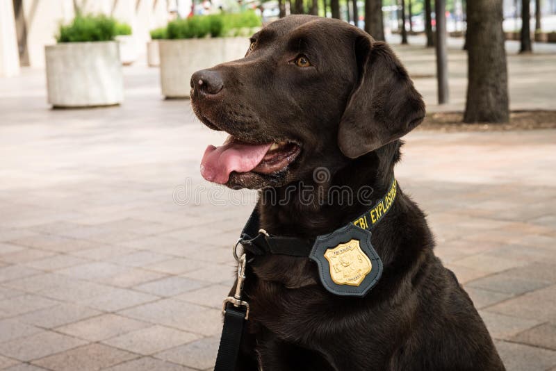 FBI Police K9 Picture. Image: 219225679