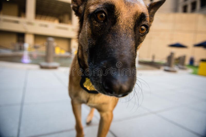 FBI Police K9 Picture. Image: 219225689
